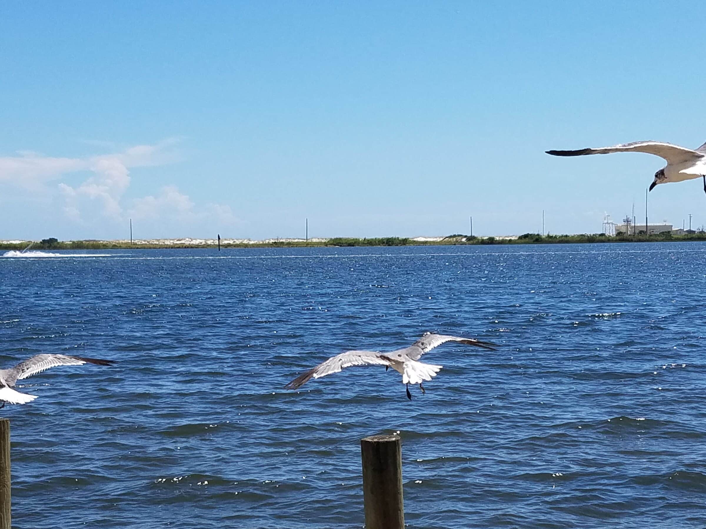 Sail With Smile N Wave | Smile N' Wave