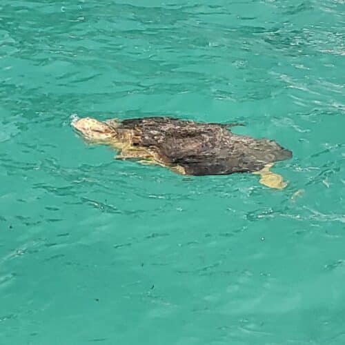 Sea Turtles in Destin