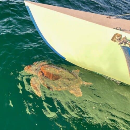 Sea Turtles in Destin
