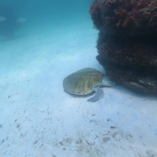 Sea Turtles in Destin